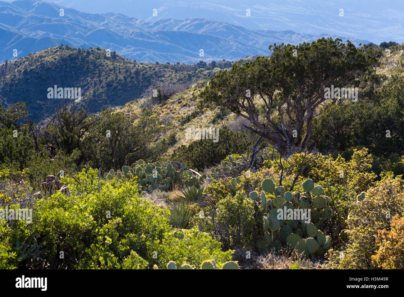 Arizona desert trees hi-res stock photography and images - Alamy