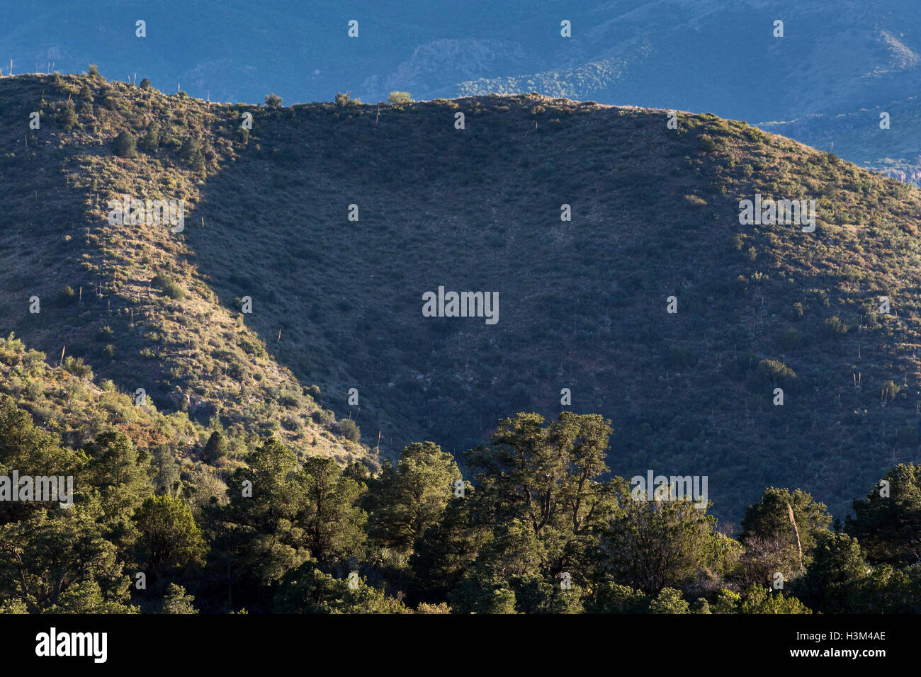 Pine trees clinging ridges in hi-res stock photography and images - Alamy