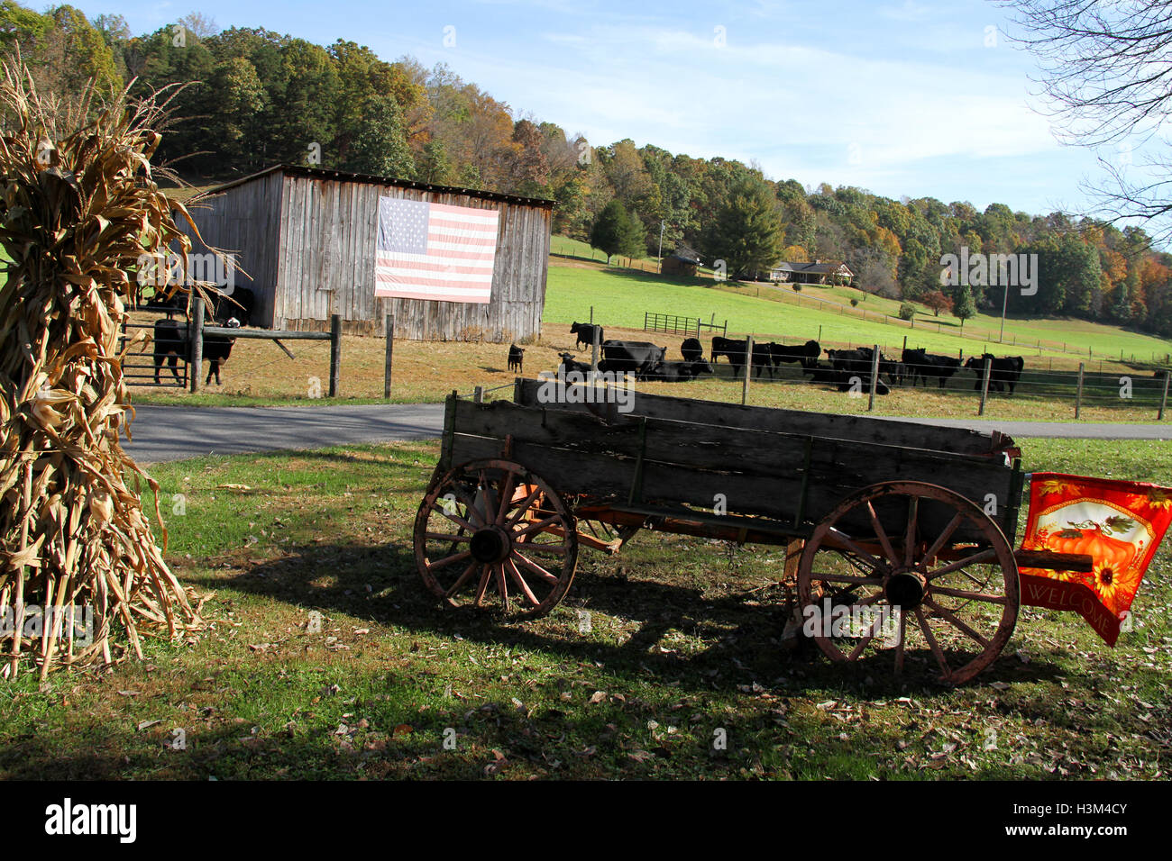 Virginia, USA. Cattle farm with American flag on old wooden barn and a ...