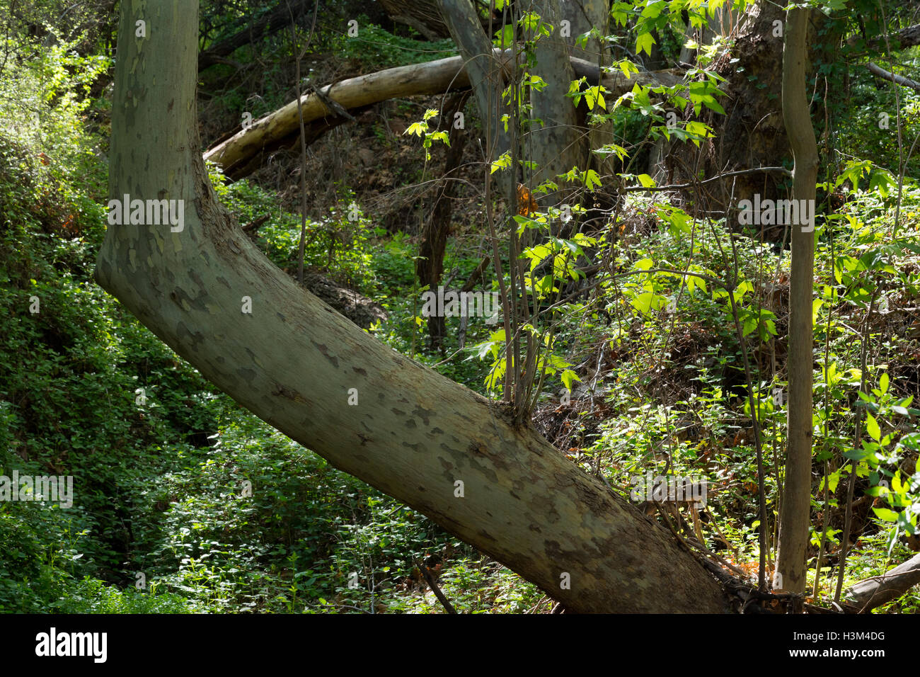Sycamore trees growing out of lush grasses in a desert oasis in the ...