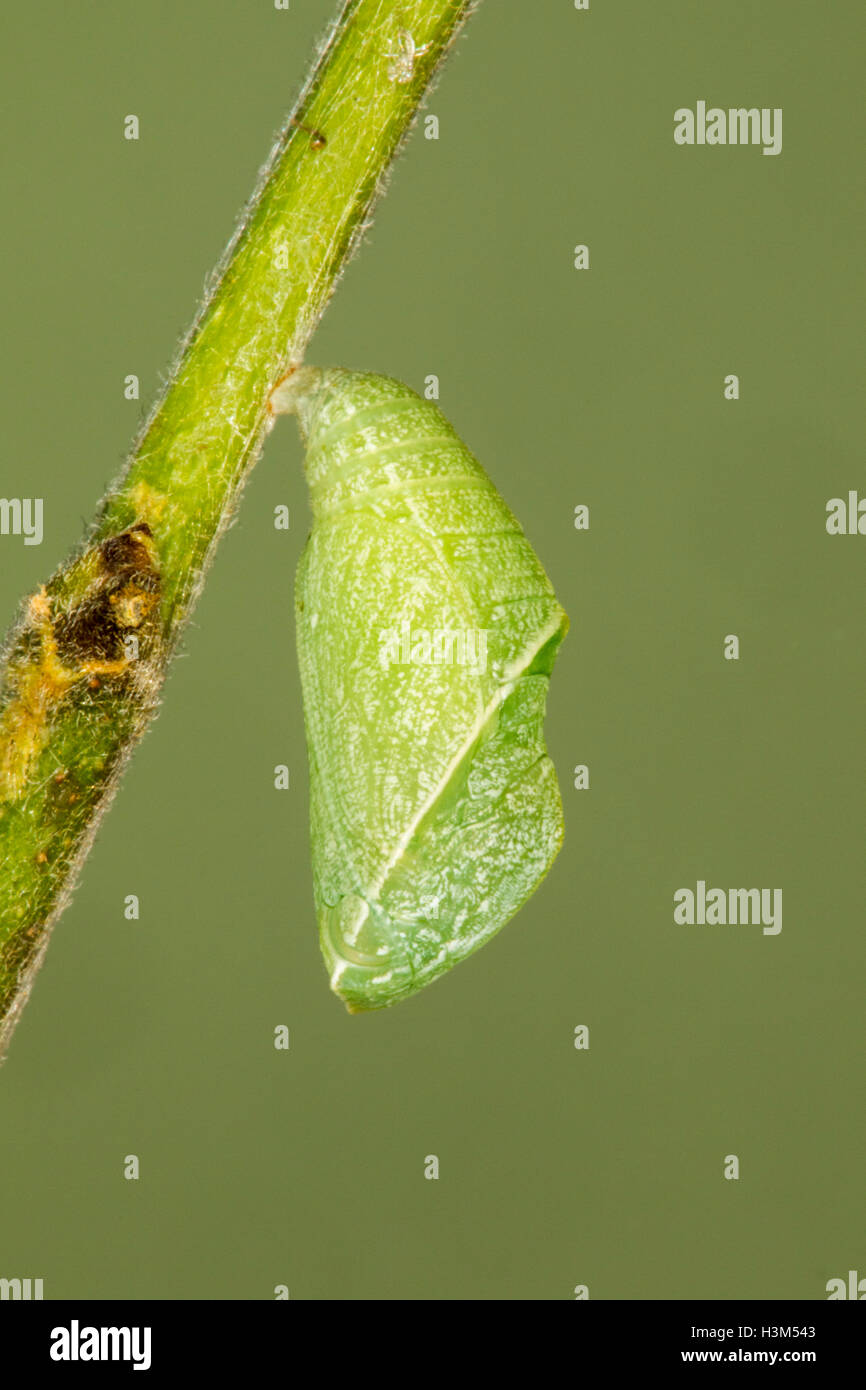 American Snout Libytheana carinenta Tucson, Arizona, United States 27 ...