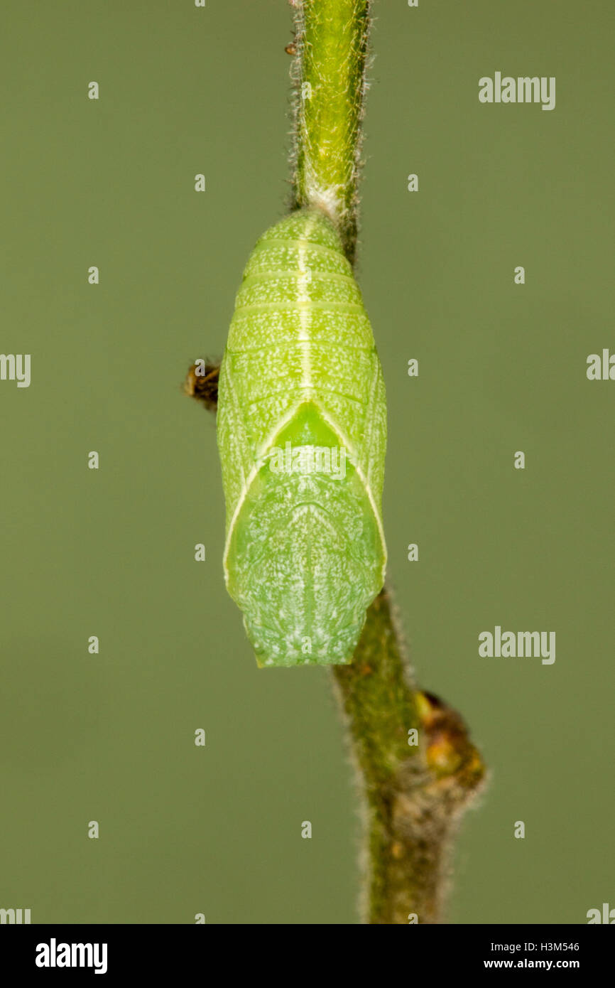 Insect mouthparts hi-res stock photography and images - Alamy