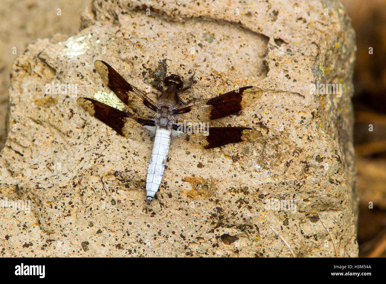 Eat flying insects hi-res stock photography and images - Alamy