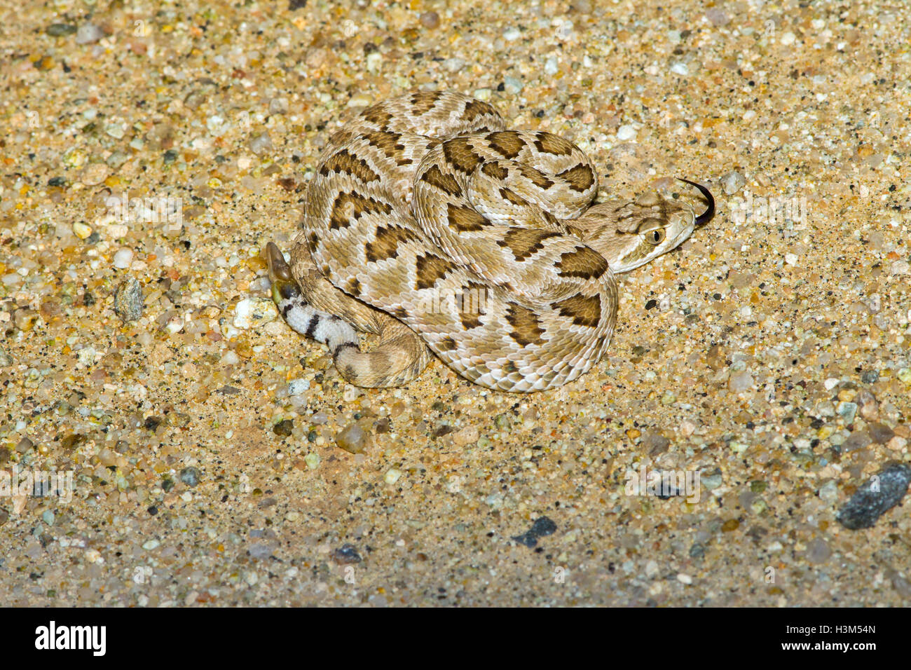 Florence arizona hi-res stock photography and images - Alamy