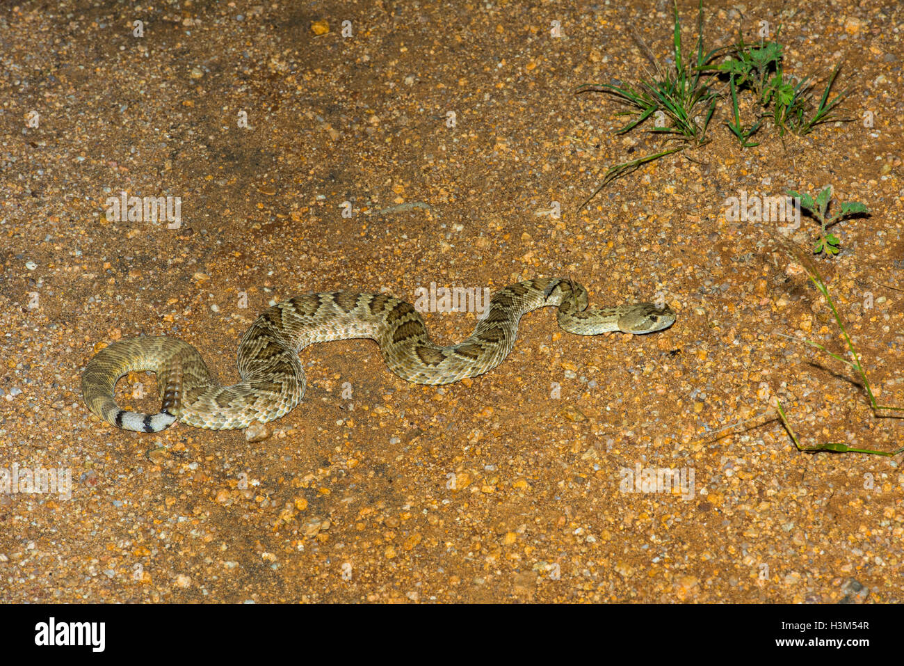 Mohave Rattlesnake Crotalus scutulatus Oracle, Pinal County, Arizona ...