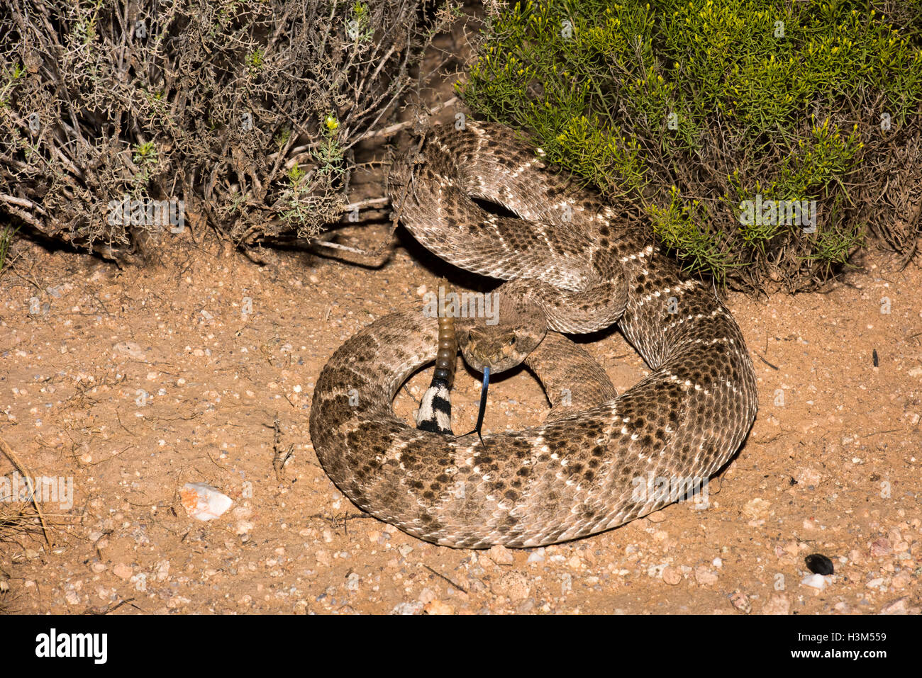 Western Diamondback Rattlesnake Crotalus atrox Tucson, Pima County ...