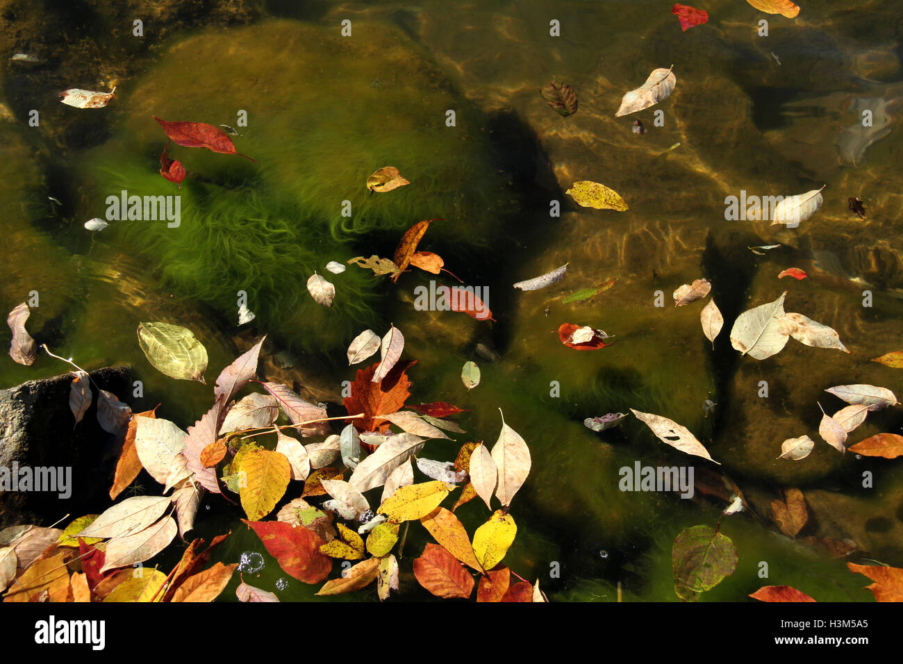 Floating dry leaf hi-res stock photography and images - Alamy