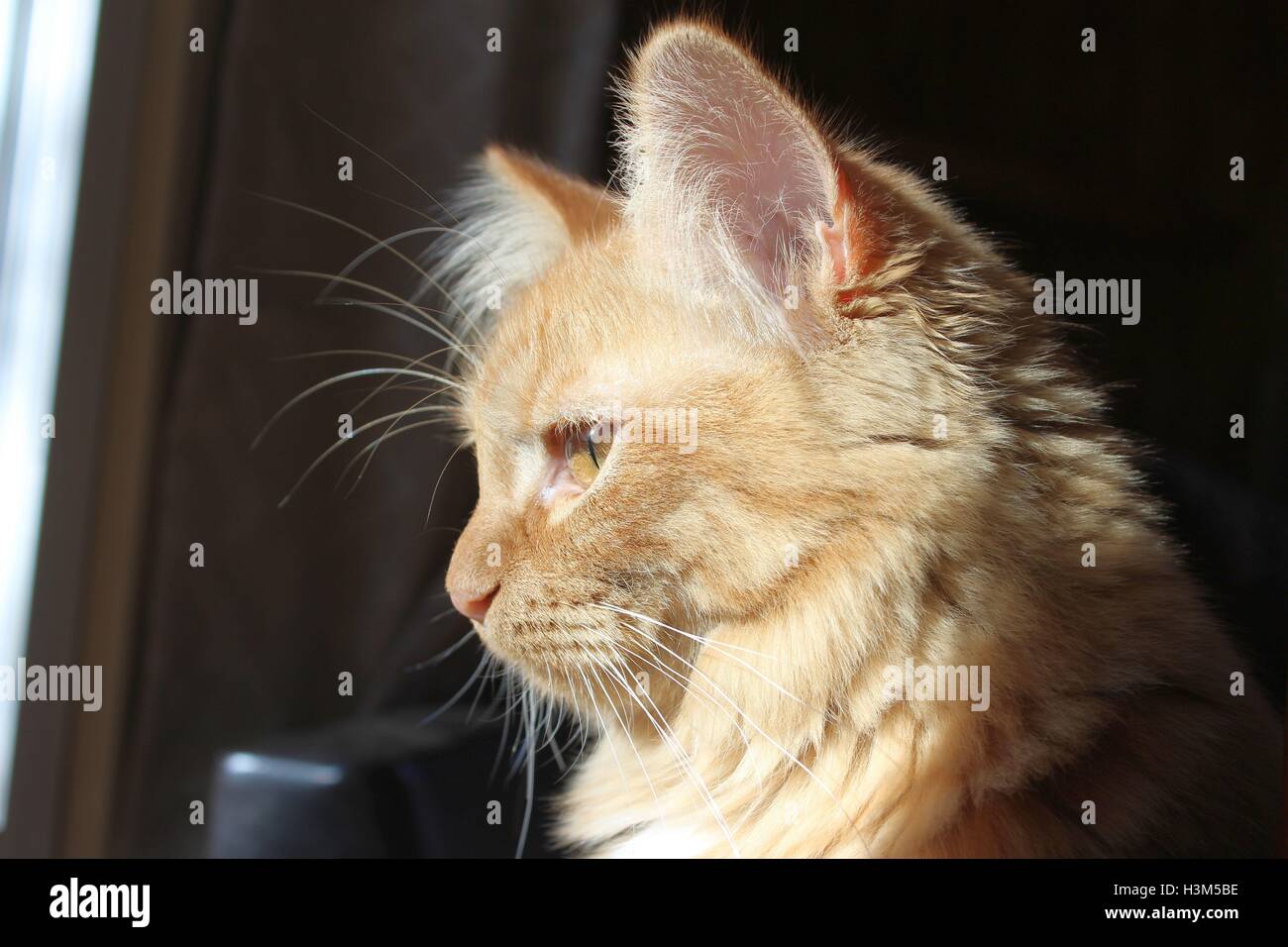 Orange Cat in the Sun Stock Photo - Alamy