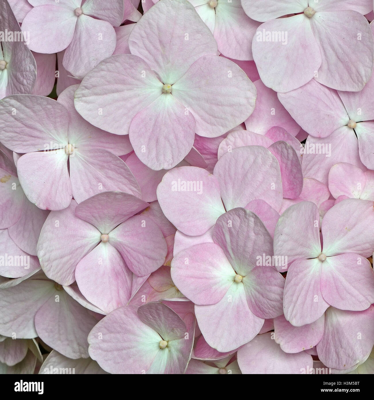 Pink and blue hydrangea hi-res stock photography and images - Alamy