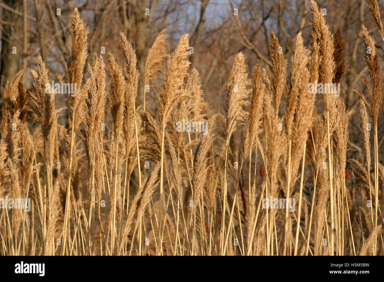 Reed like plant hi-res stock photography and images - Alamy