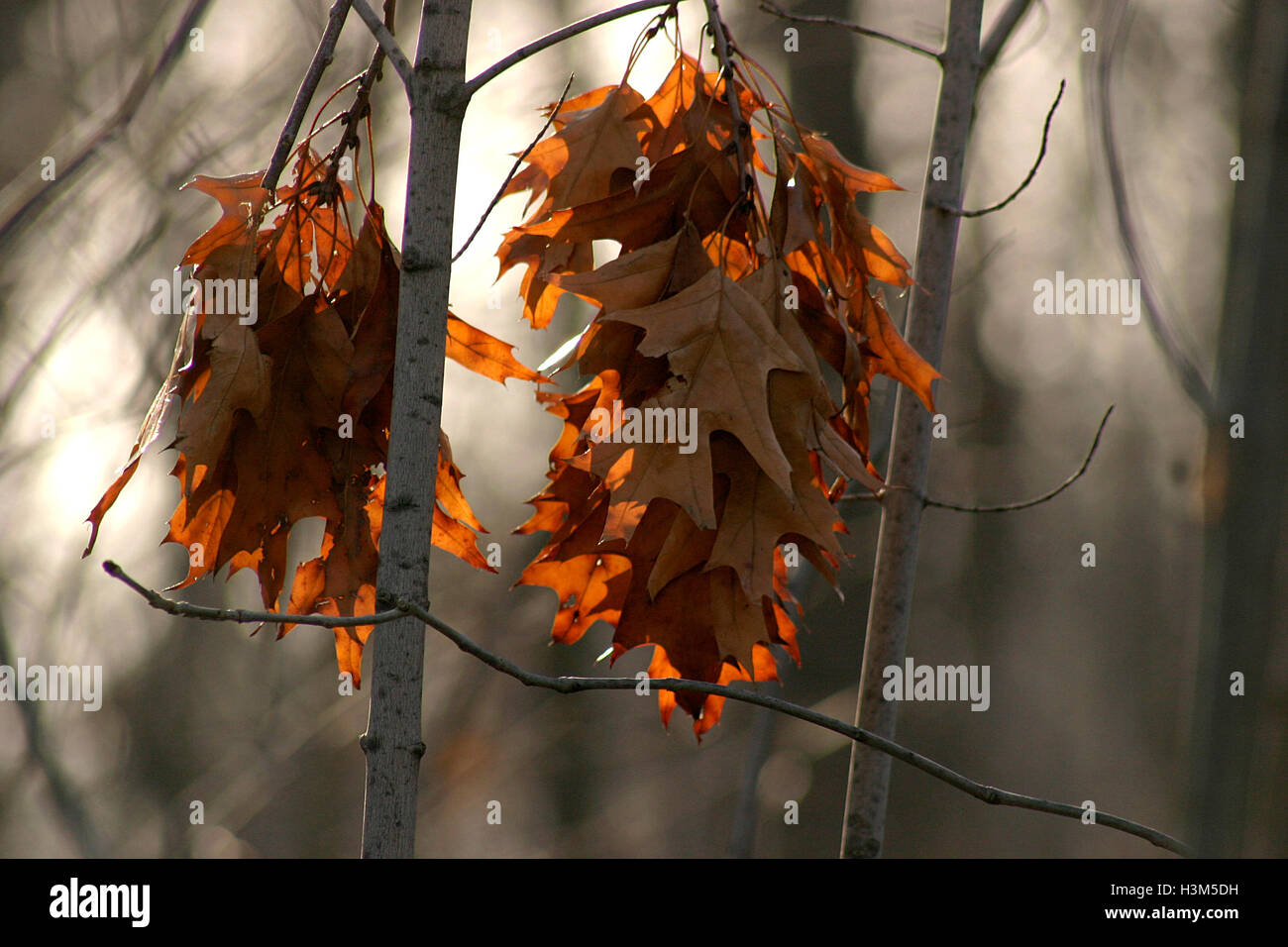 Dry oak leaves hanging in the tree Stock Photo - Alamy
