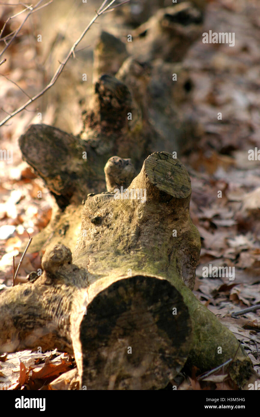 Log laying on the ground hi-res stock photography and images - Alamy