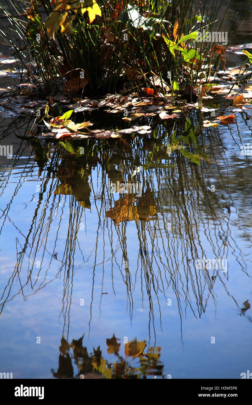Water reflection of plant growing in a stream, with dry leaves around ...
