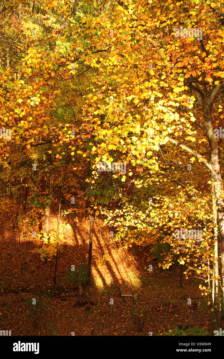 Standing dying trees hi-res stock photography and images - Alamy