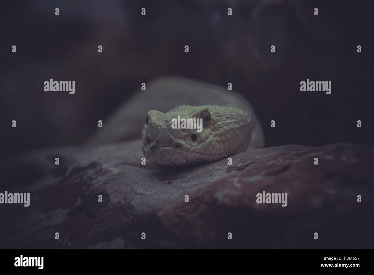 White snake head Stock Photo - Alamy