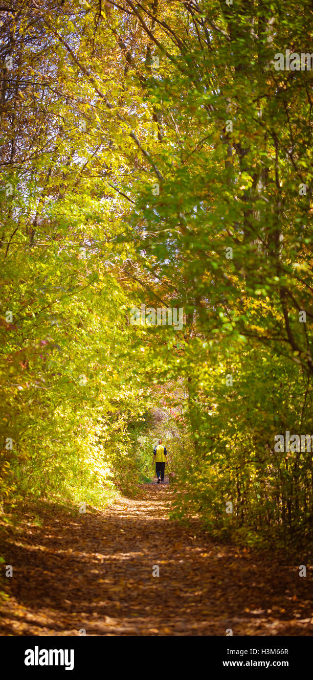 Walking trail in yellow autumn hi-res stock photography and images - Alamy