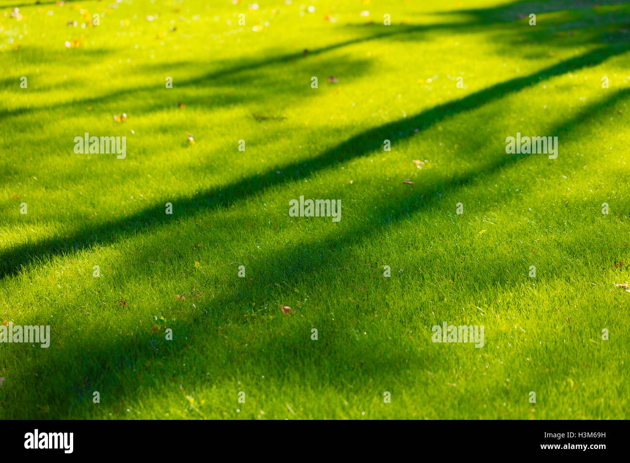 shadows from the trees on a green grass Stock Photo - Alamy
