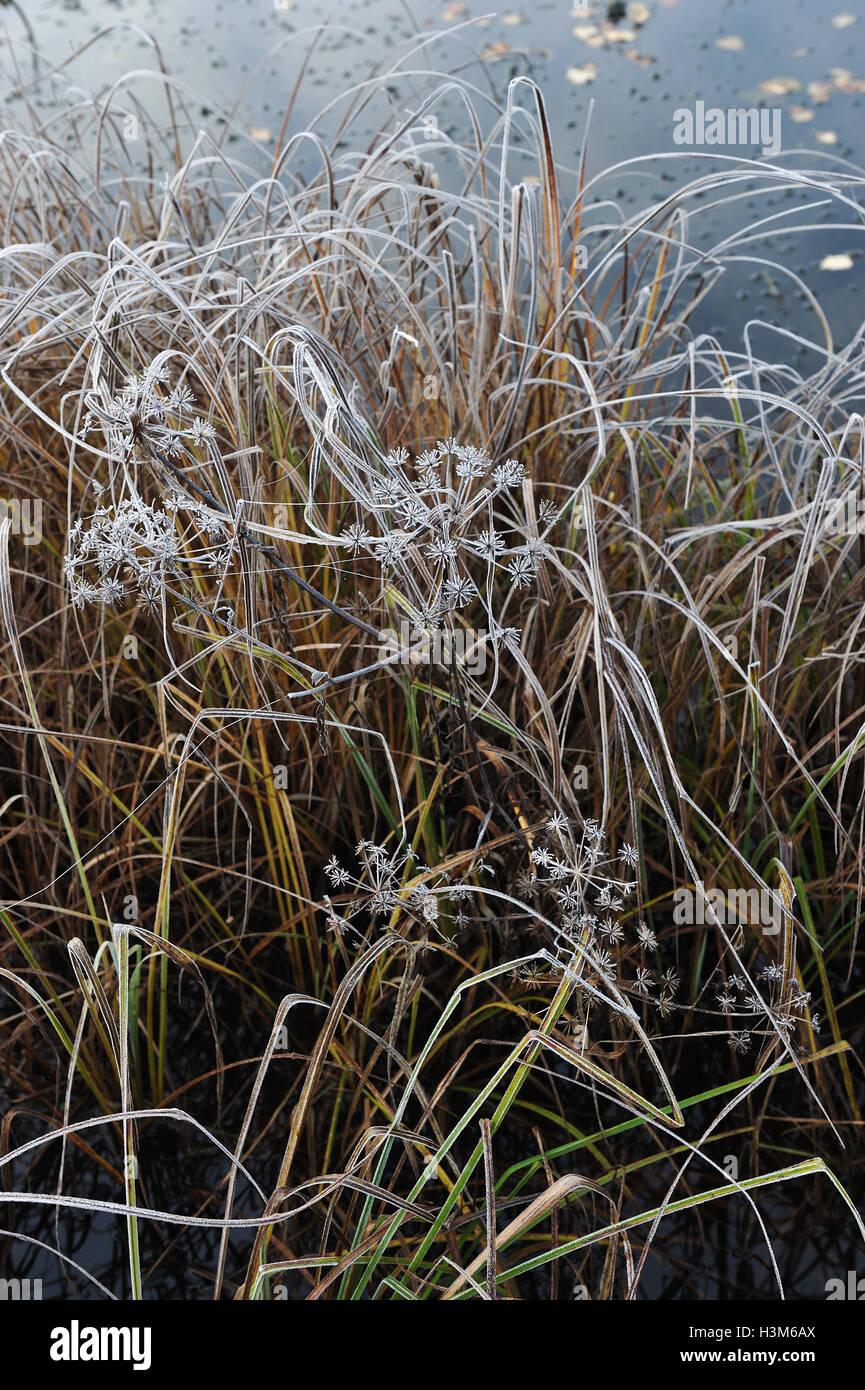 Close up of plants and grass covered by the first rime Stock Photo - Alamy