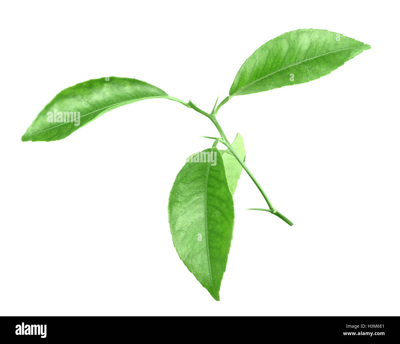 Branch of citrus-tree Stock Photo - Alamy