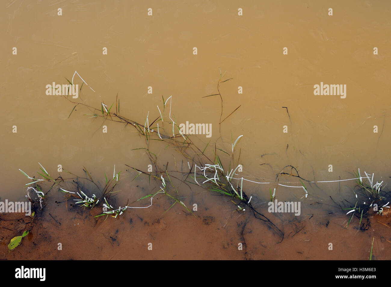 Grass in frozen thin crust of ice with rime Stock Photo - Alamy