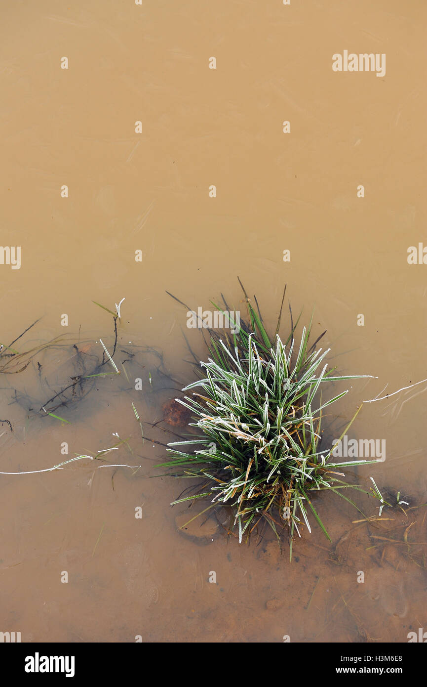 Grass in frozen thin crust of ice with rime Stock Photo - Alamy