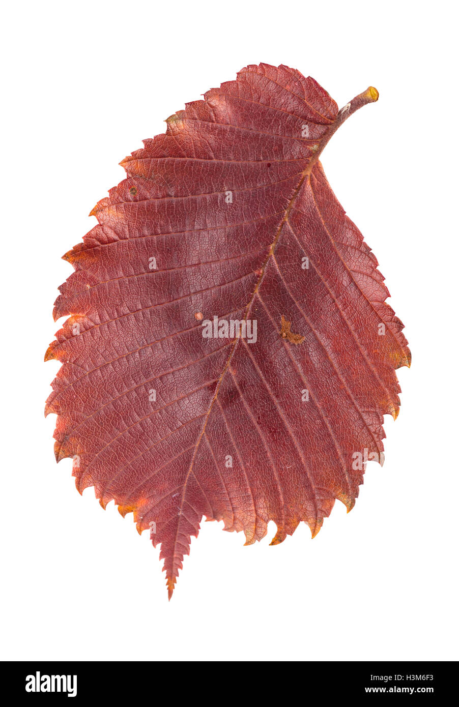 colorful autumn leaf on a white background isolated Stock Photo - Alamy
