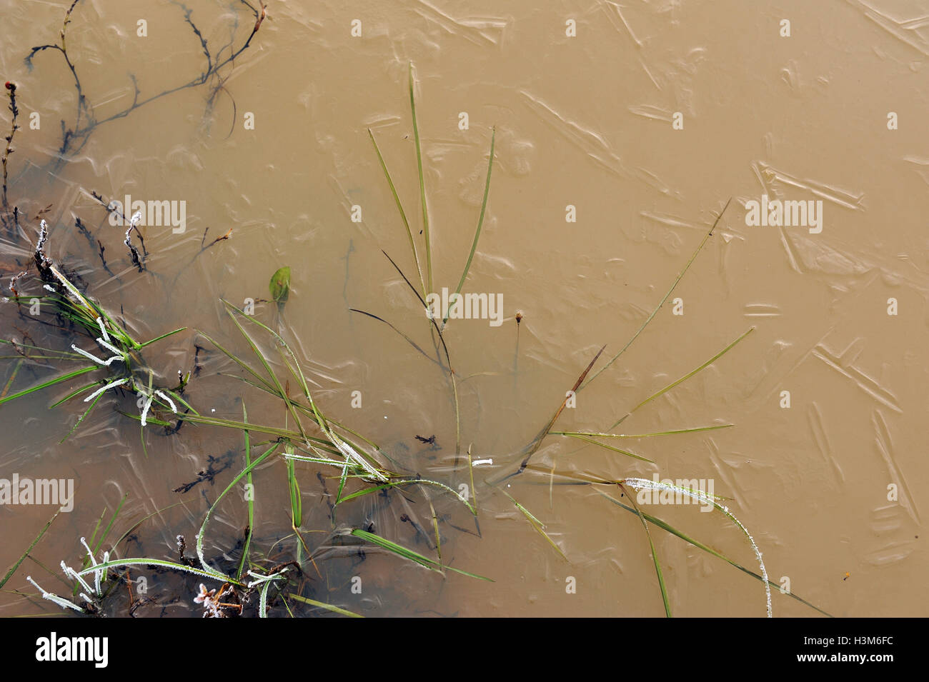 Grass in frozen thin crust of ice with rime Stock Photo - Alamy