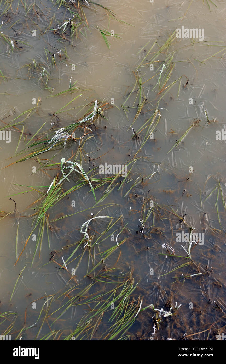 Grass in frozen thin crust of ice with rime Stock Photo - Alamy