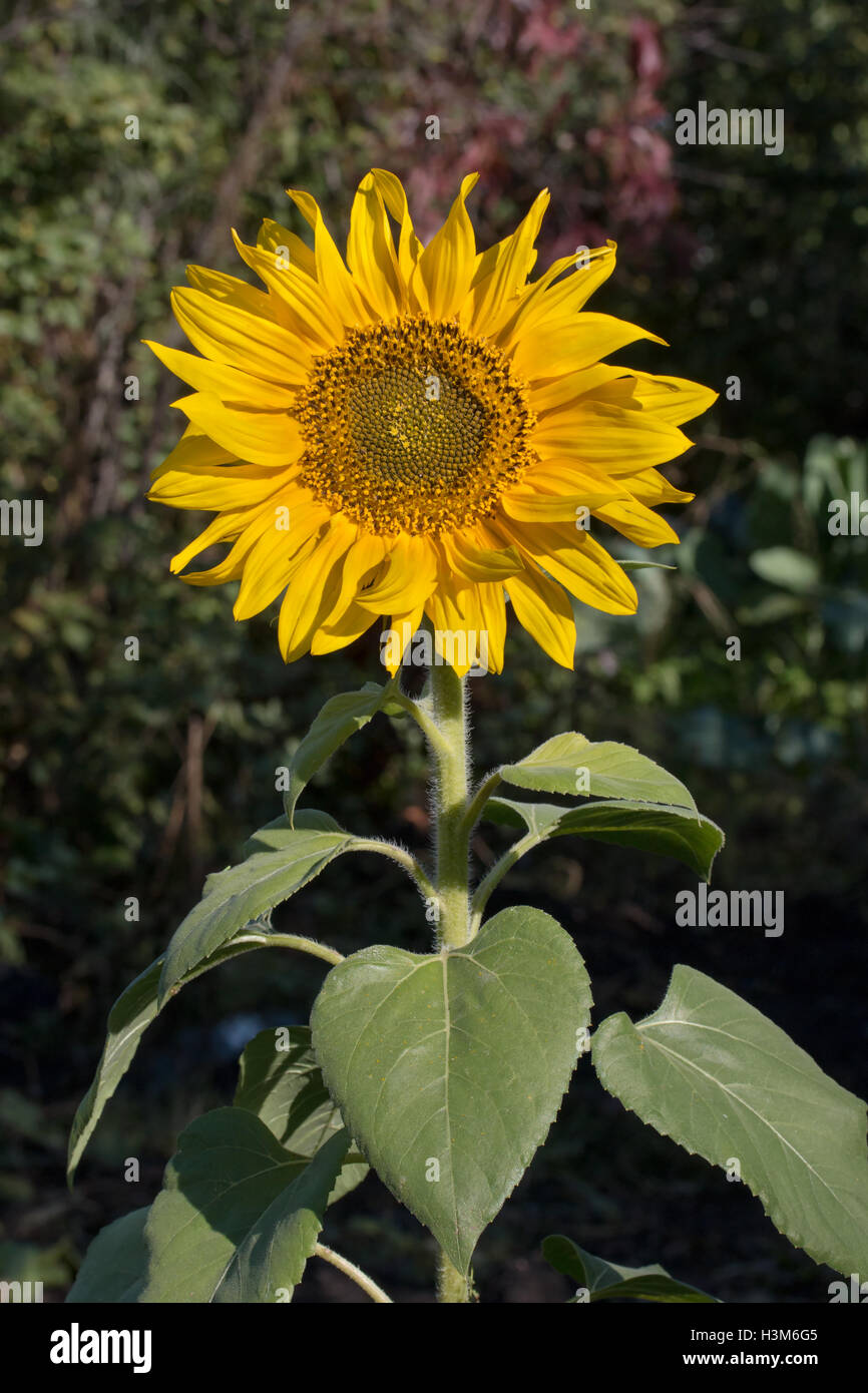 yellow flower of a sunflower on a high stalk Stock Photo - Alamy
