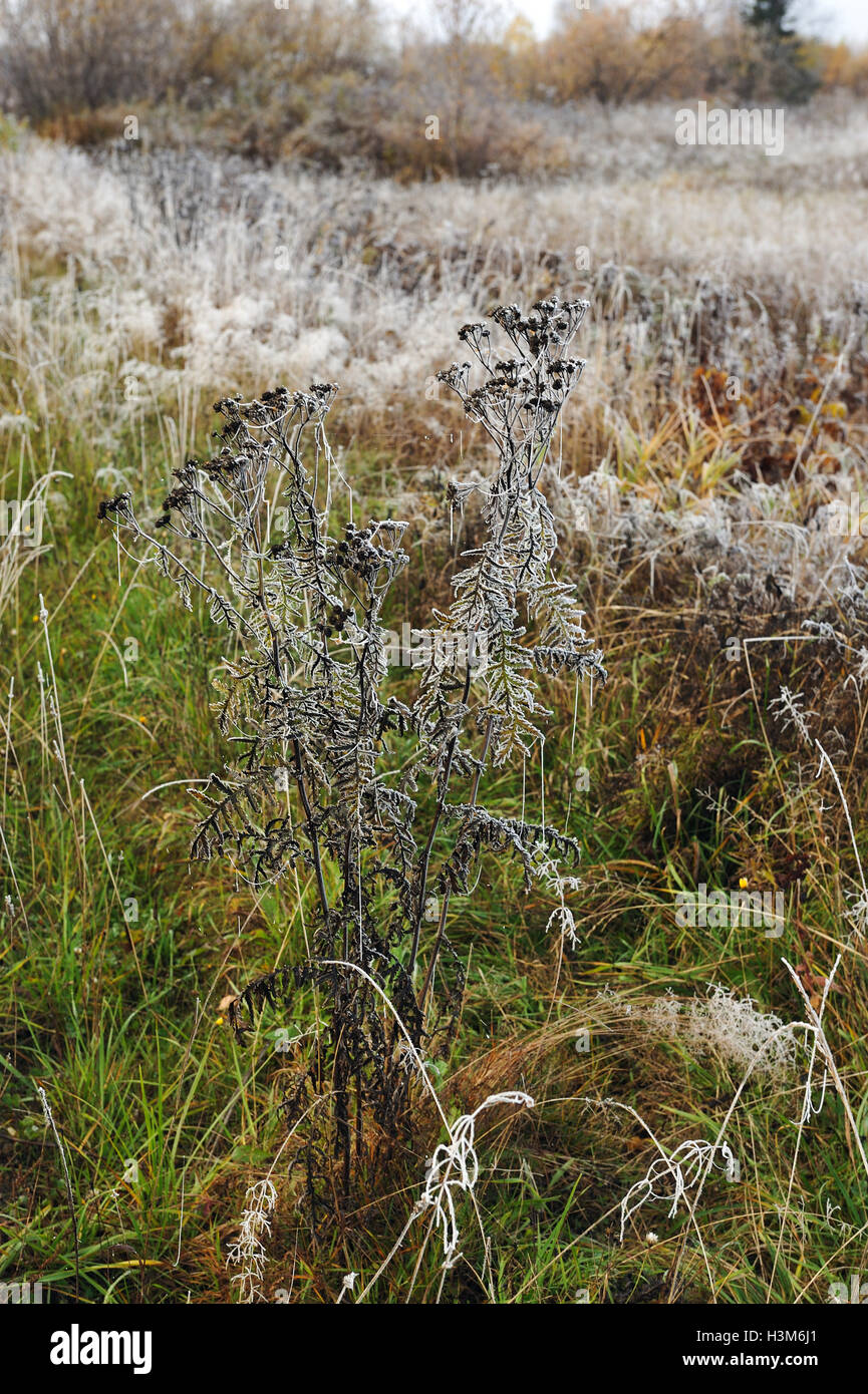 Close up of tansy and grass covered by the first rime Stock Photo - Alamy