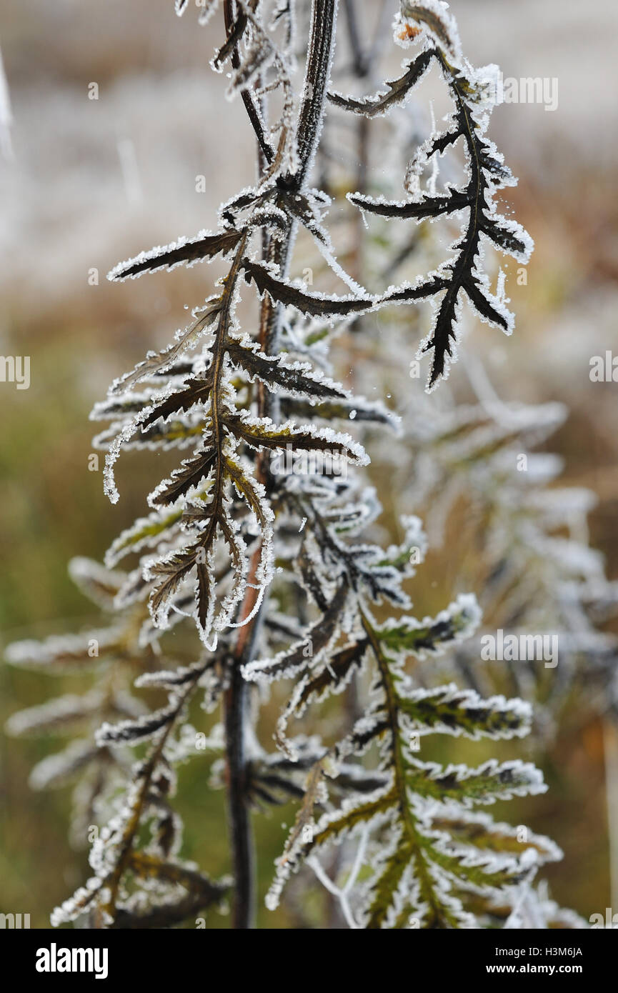 Close up of tansy and grass covered by the first rime Stock Photo - Alamy