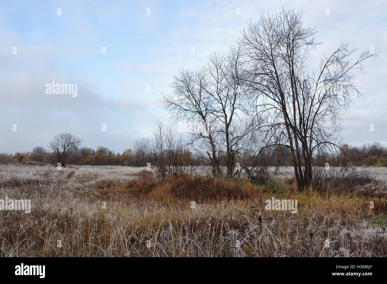 First frost and autumn trees without foliage Stock Photo - Alamy
