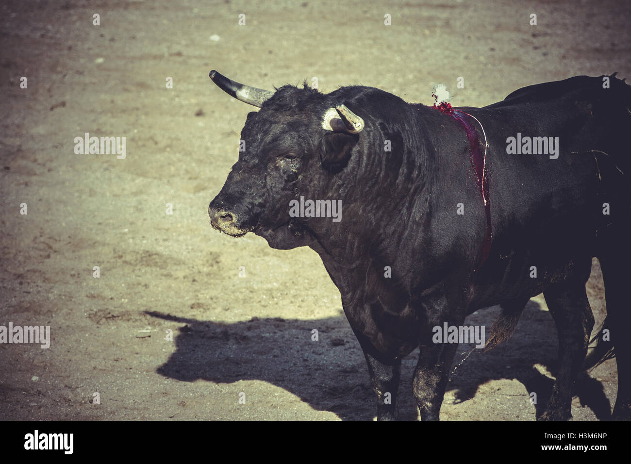 horn, bullfight, traditional Spanish party where a matador fight Stock ...