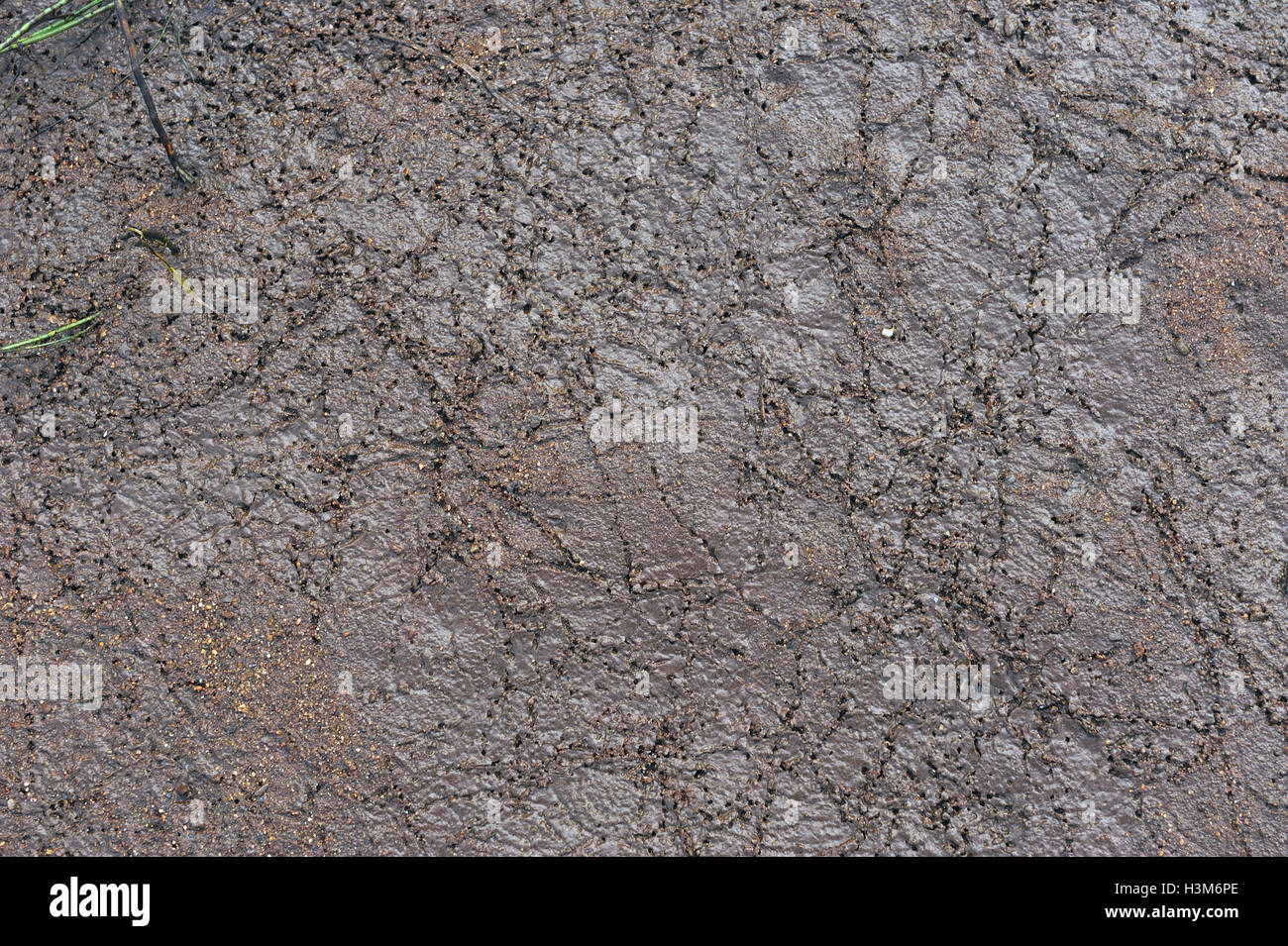 Insect track sand hi-res stock photography and images - Alamy