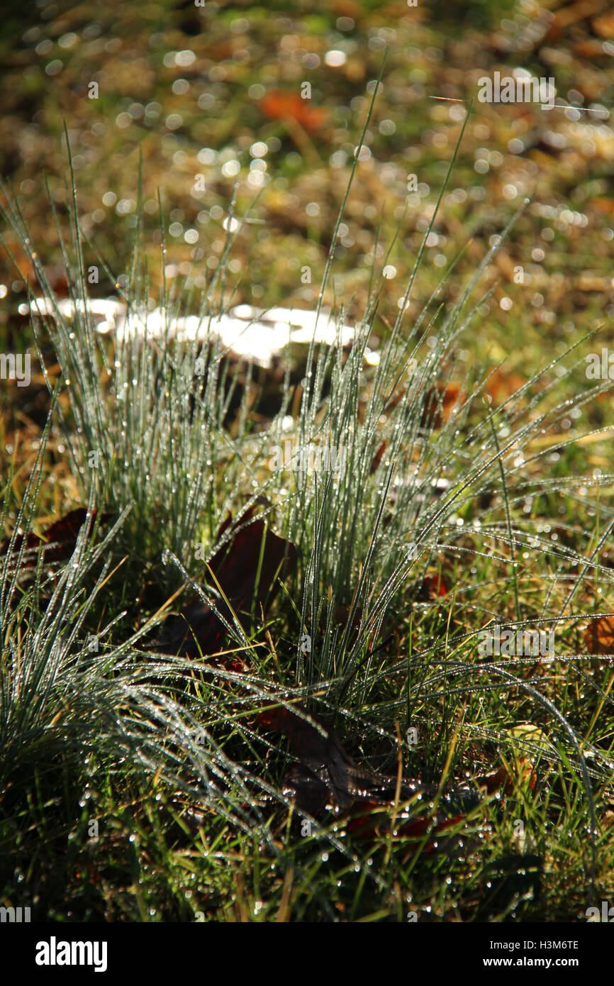 Humid grass hi-res stock photography and images - Alamy