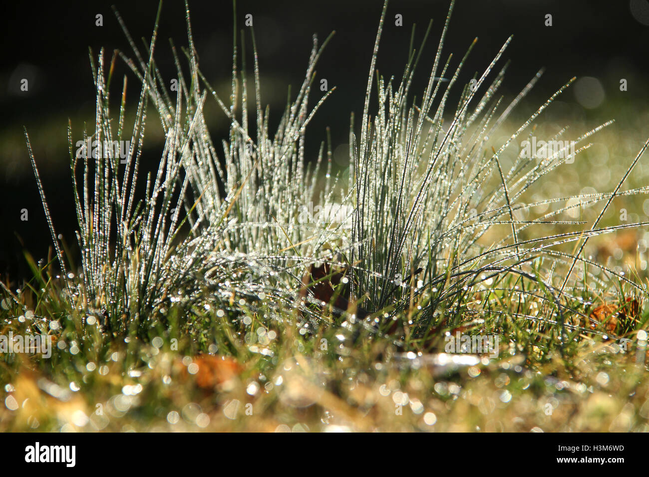 Humid and sunny hi-res stock photography and images - Alamy