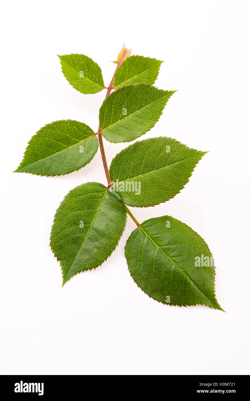White rose with green leaf hi-res stock photography and images - Alamy