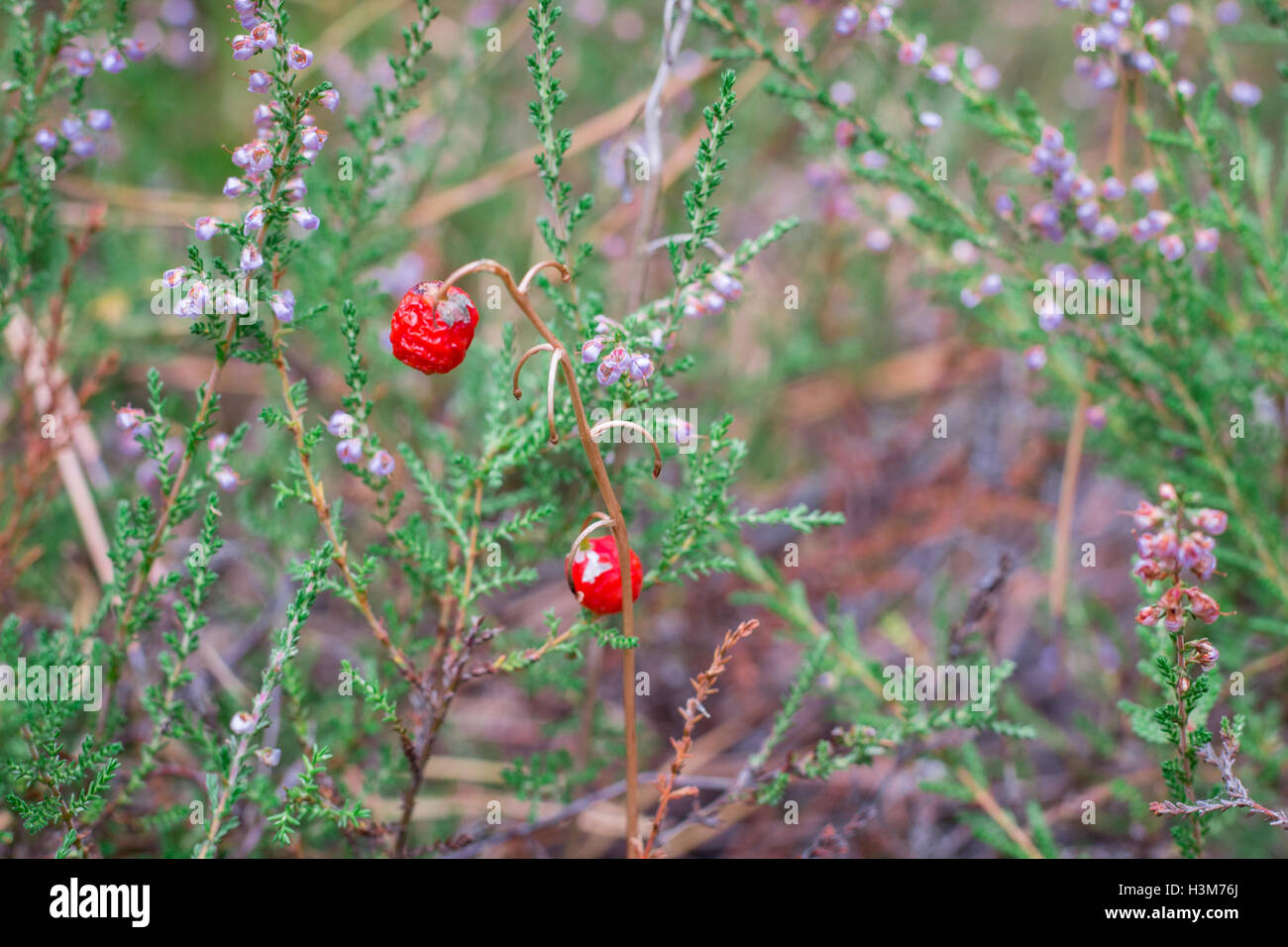 Red berries of lily-of-the-valley in autumnal coniferous forest ground ...