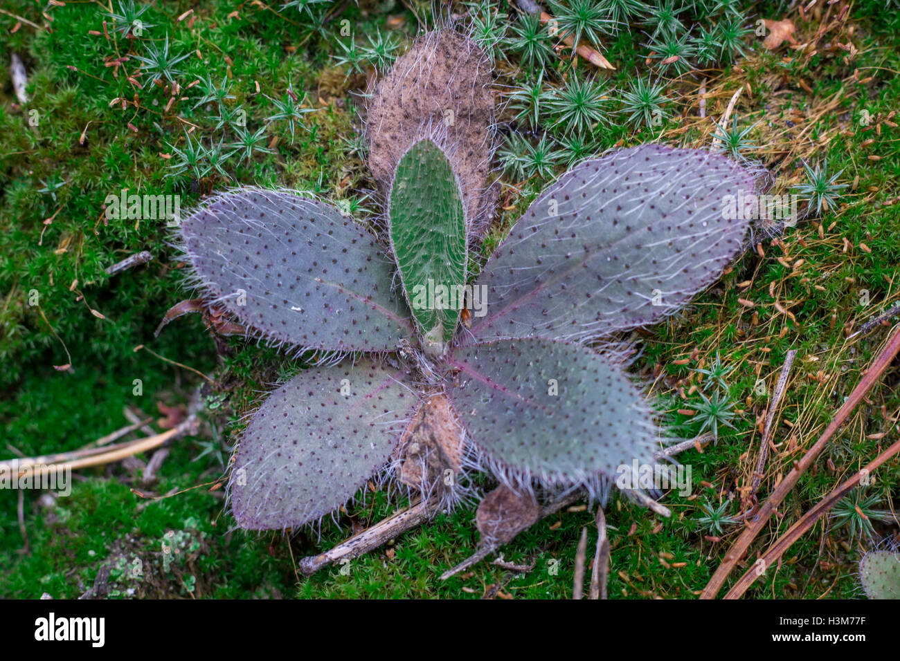 Woodland ground chunky pilose plant in green moss background Stock ...