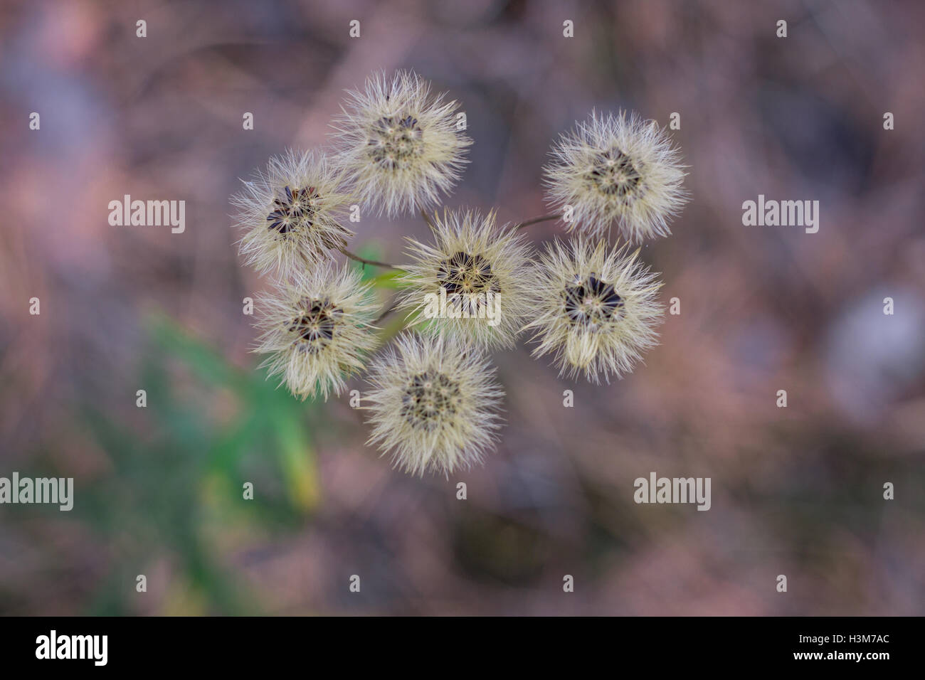 Fuzzy flowers hi-res stock photography and images - Alamy