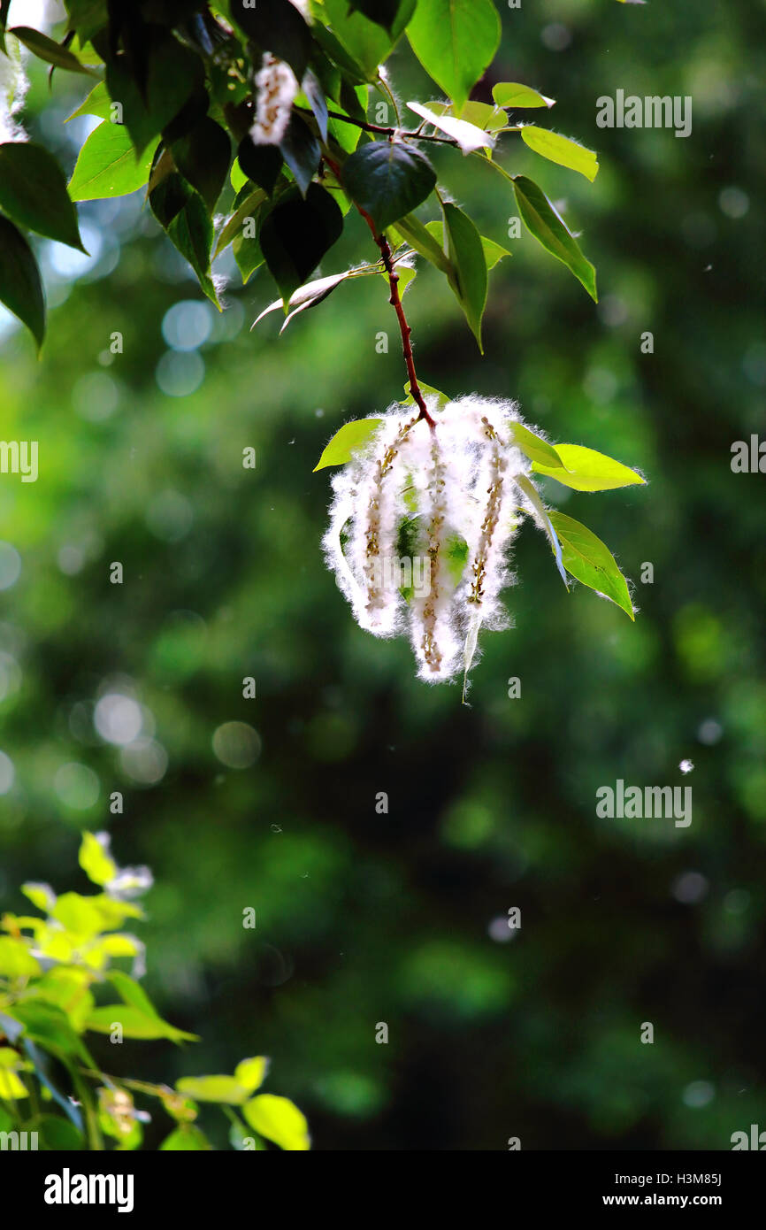 Blossoming branch of poplar Stock Photo - Alamy