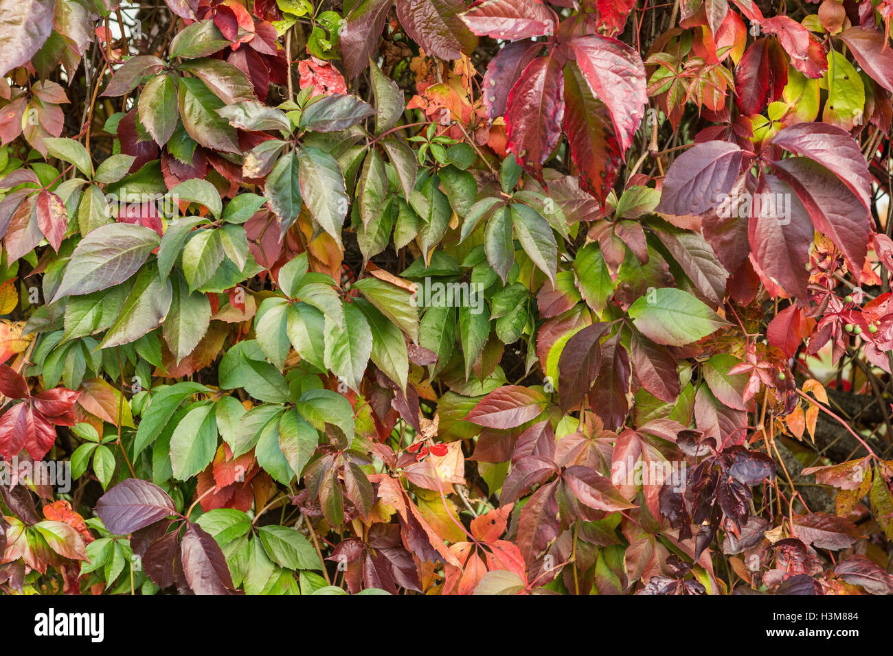 Virginia Creeper in autumn colors. Red and green leaves of decorative ...