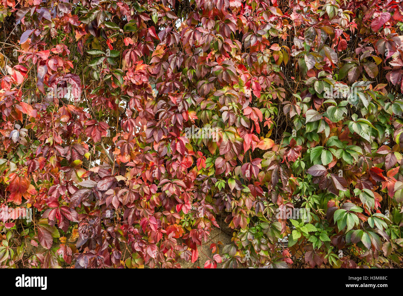 Virginia Creeper in autumn colors. Red and green leaves of decorative ...