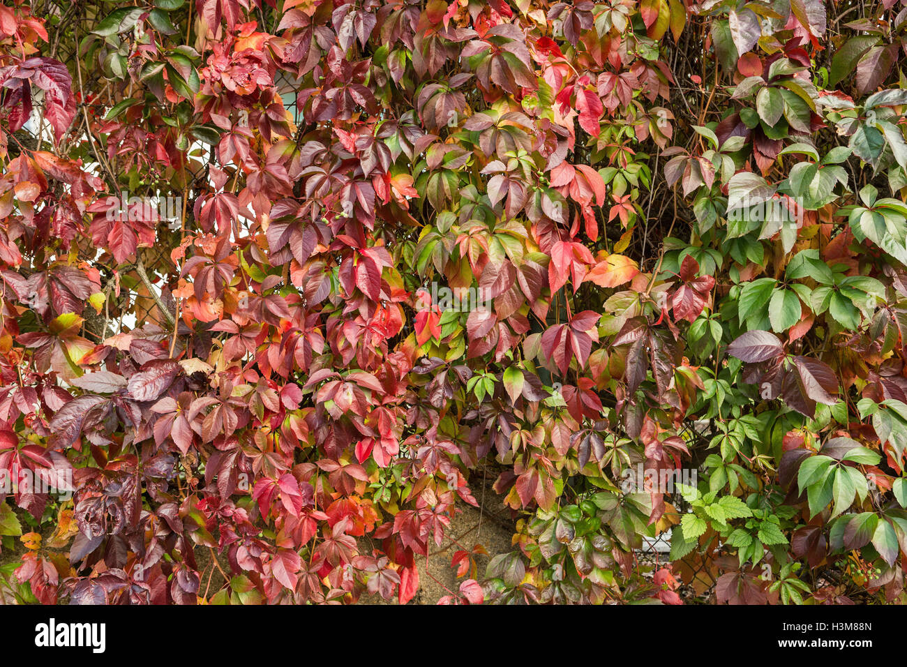 Virginia Creeper in autumn colors. Red and green leaves of decorative ...