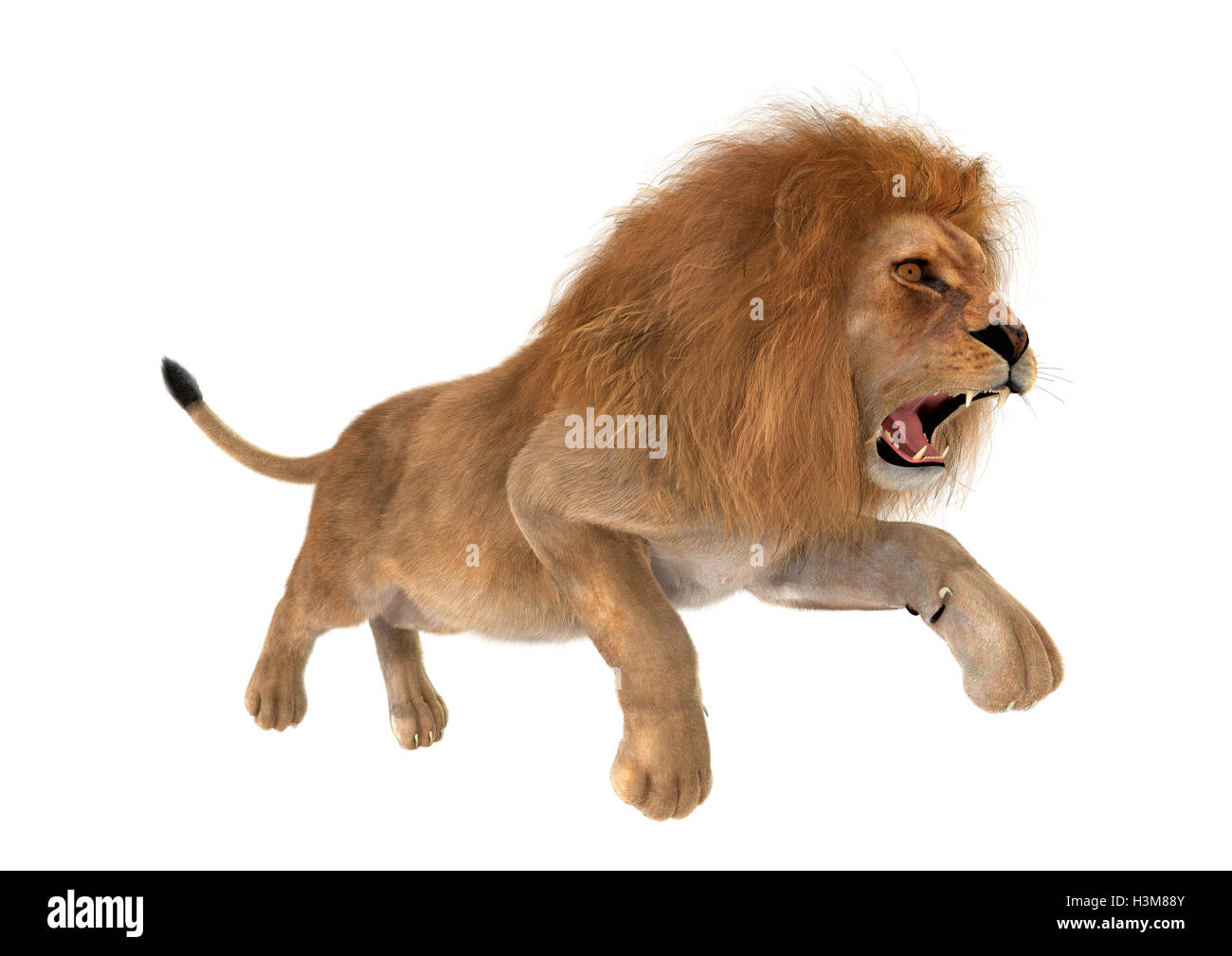Male Lions Jumping