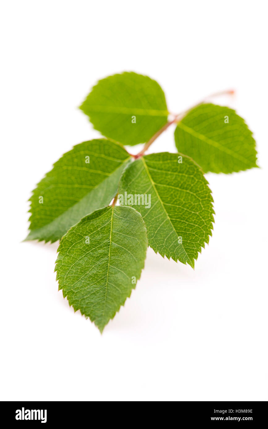 White rose with green leaf hi-res stock photography and images - Alamy