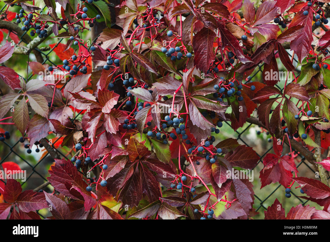 Virginia creeper berries hi-res stock photography and images - Alamy