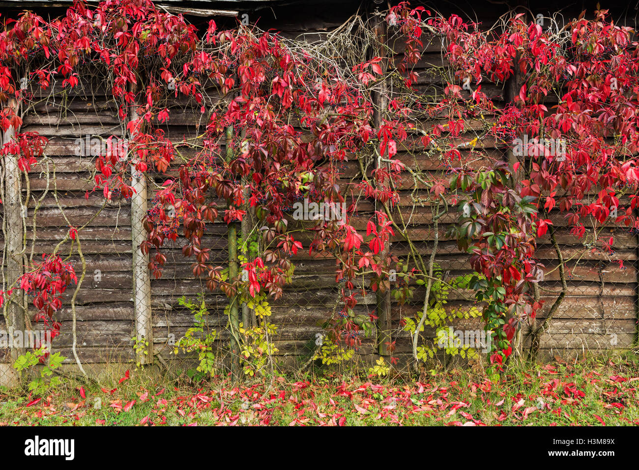 Virginia creeper garden hi-res stock photography and images - Alamy