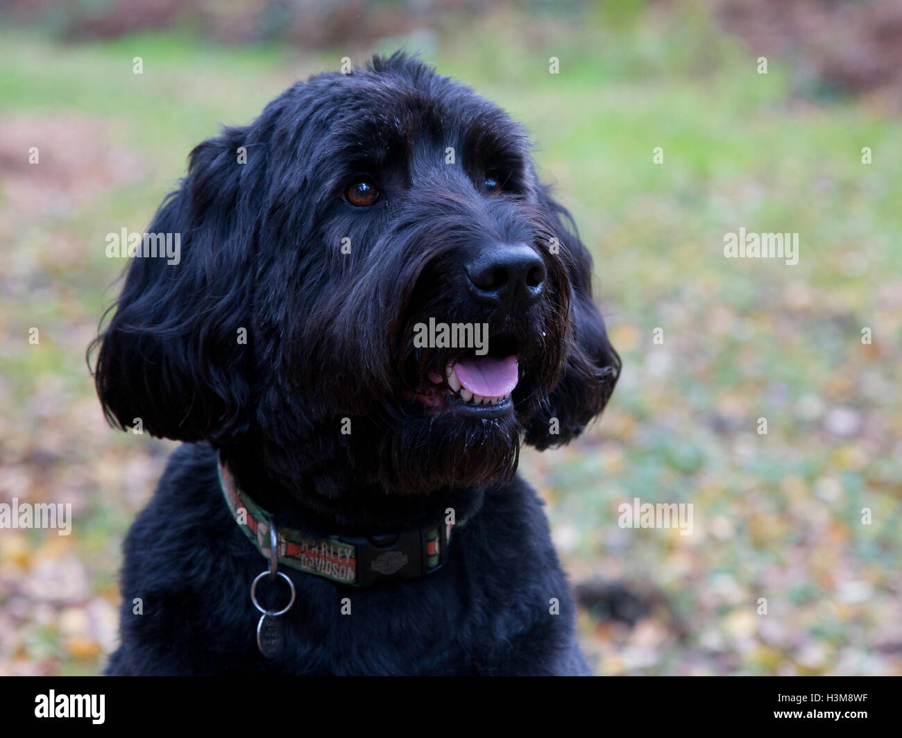 Black Labradoodle dog sat in a field Stock Photo - Alamy