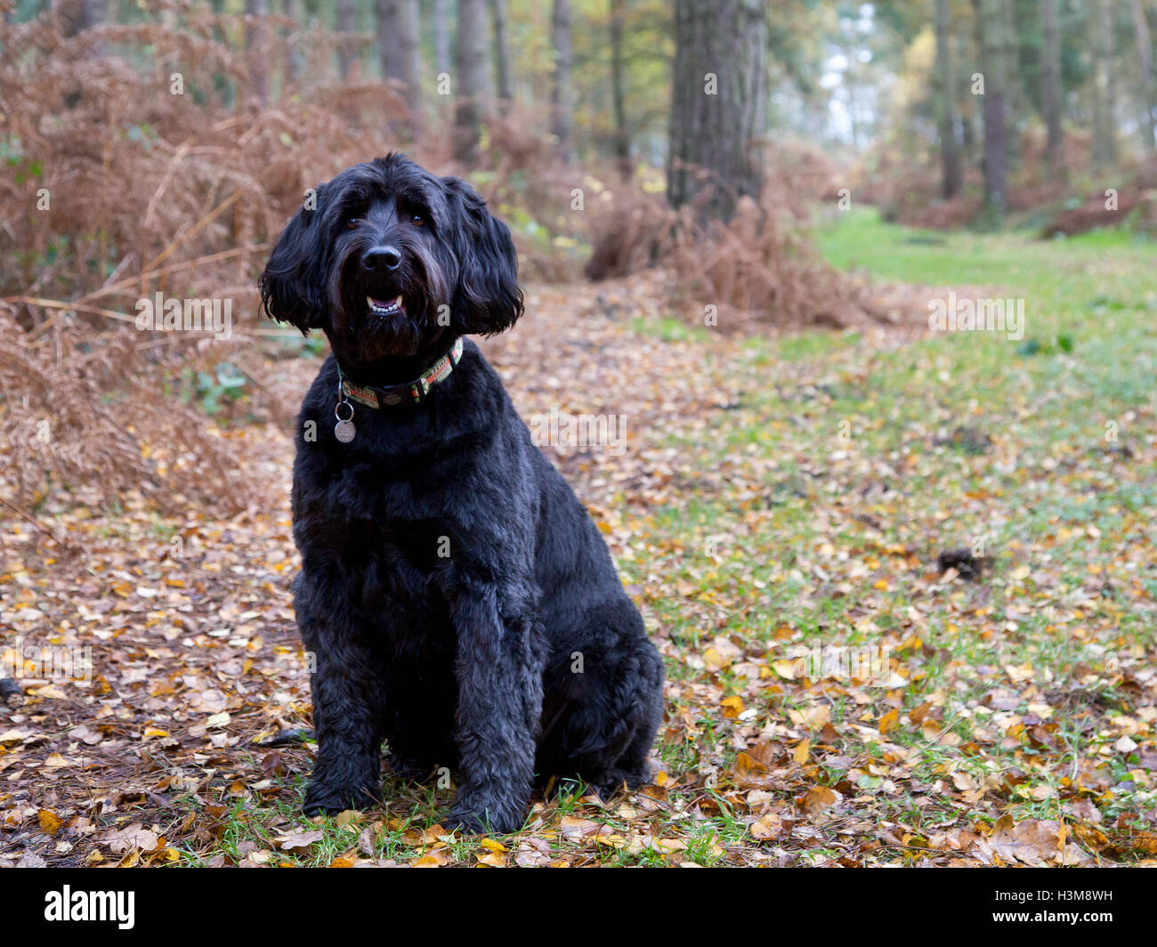 Black Labradoodle dog sat in a field Stock Photo - Alamy